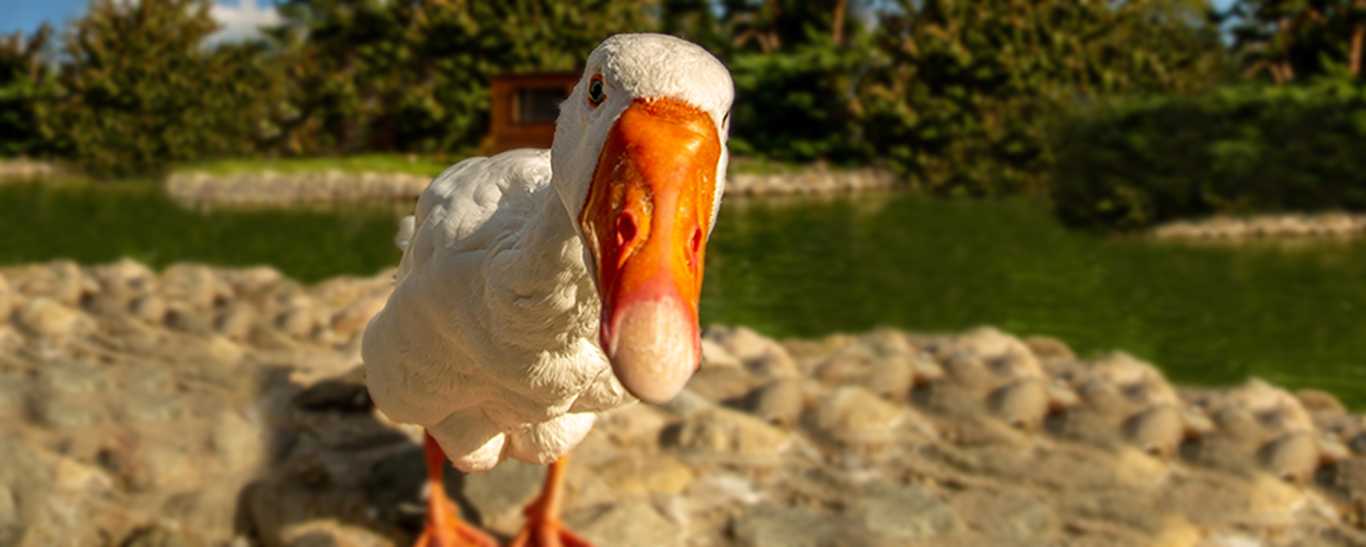 you've been goosed: analysing food & drink brands - Flaunt Digital